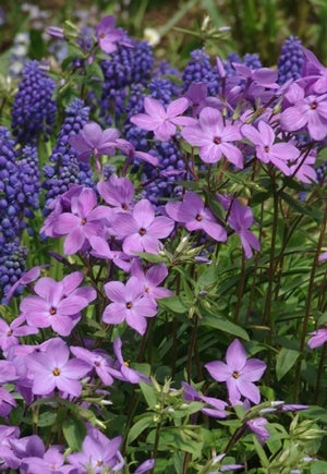 phlox stolonifera 'sherwood purple' | nh native perennials