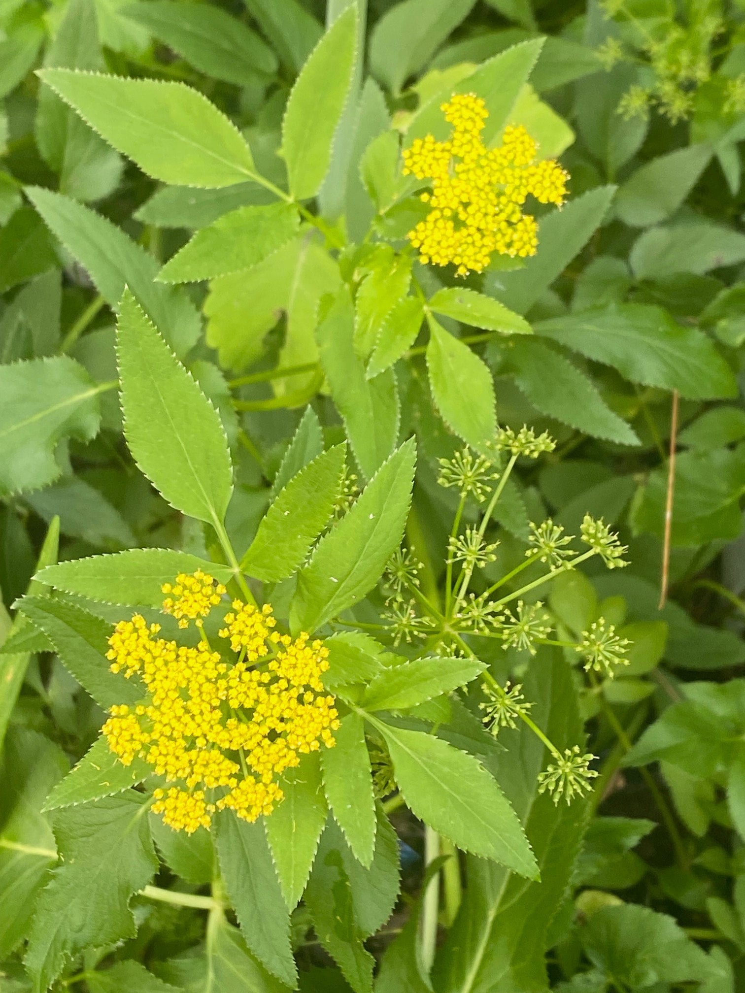 zizia aurea golden alexander | nh native perennials