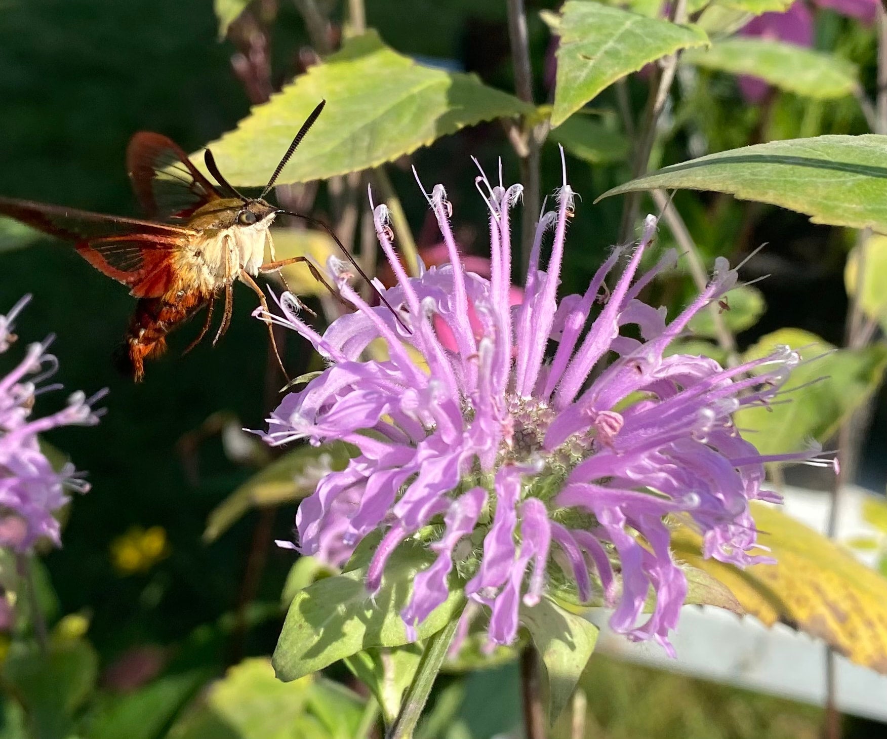 Monarda fistulosa | nh native perennials